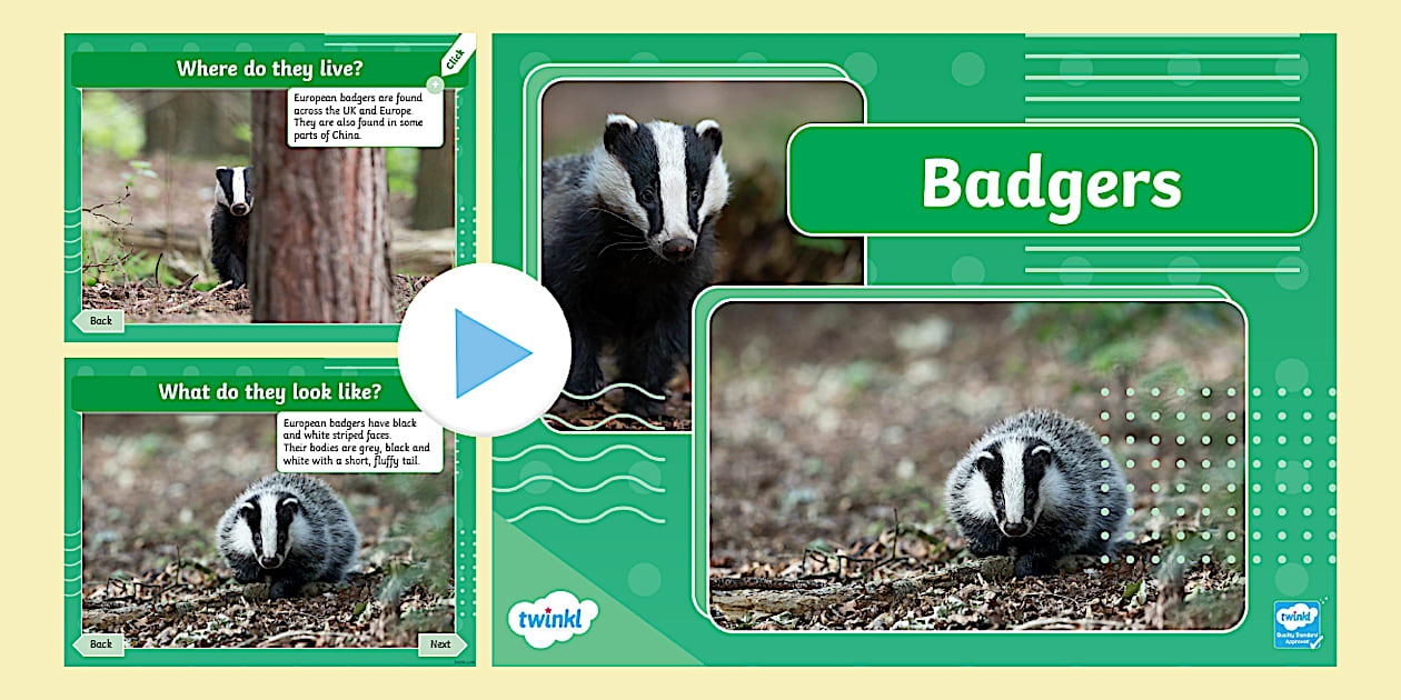 Badgers Photo PowerPoint - KS1 - Animals - Mammals - Twinkl