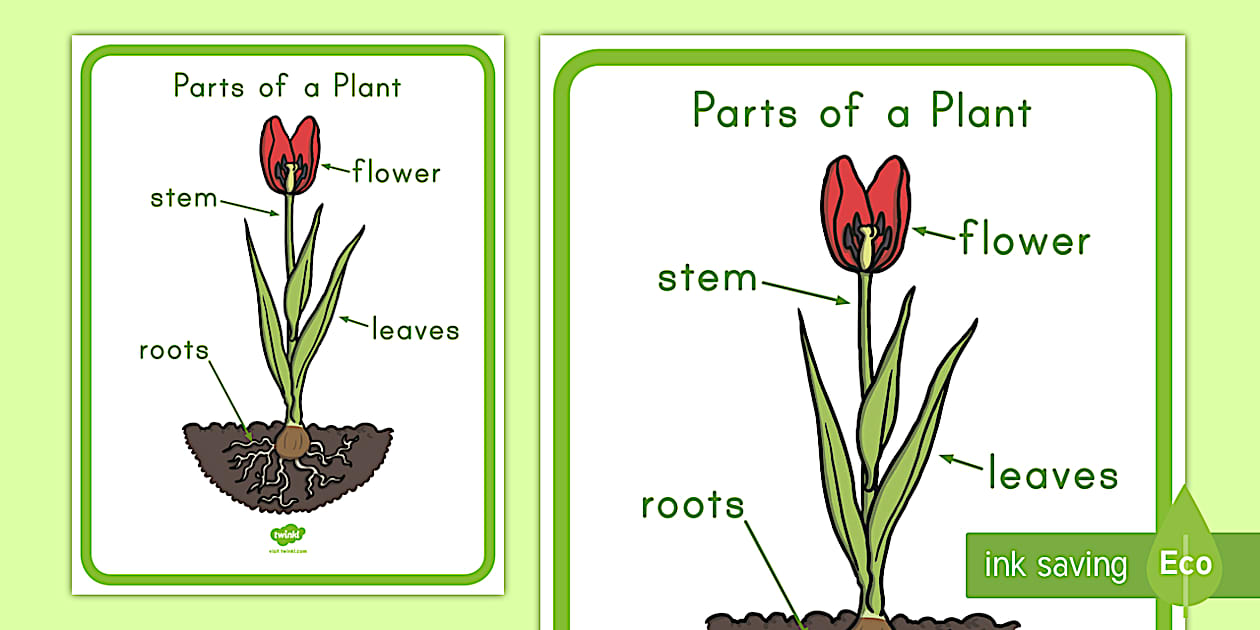 Editable Parts of a Plant Poster (teacher made) - Twinkl