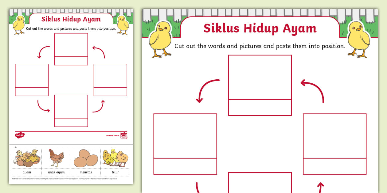 Chicken Life Cycle Cut and Paste Activity - Indonesian