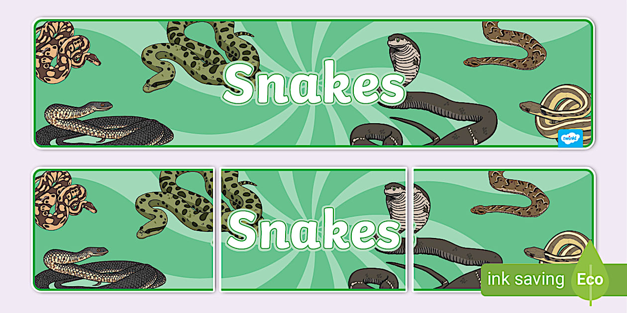 👉 Snakes Display Banner (teacher made) - Twinkl