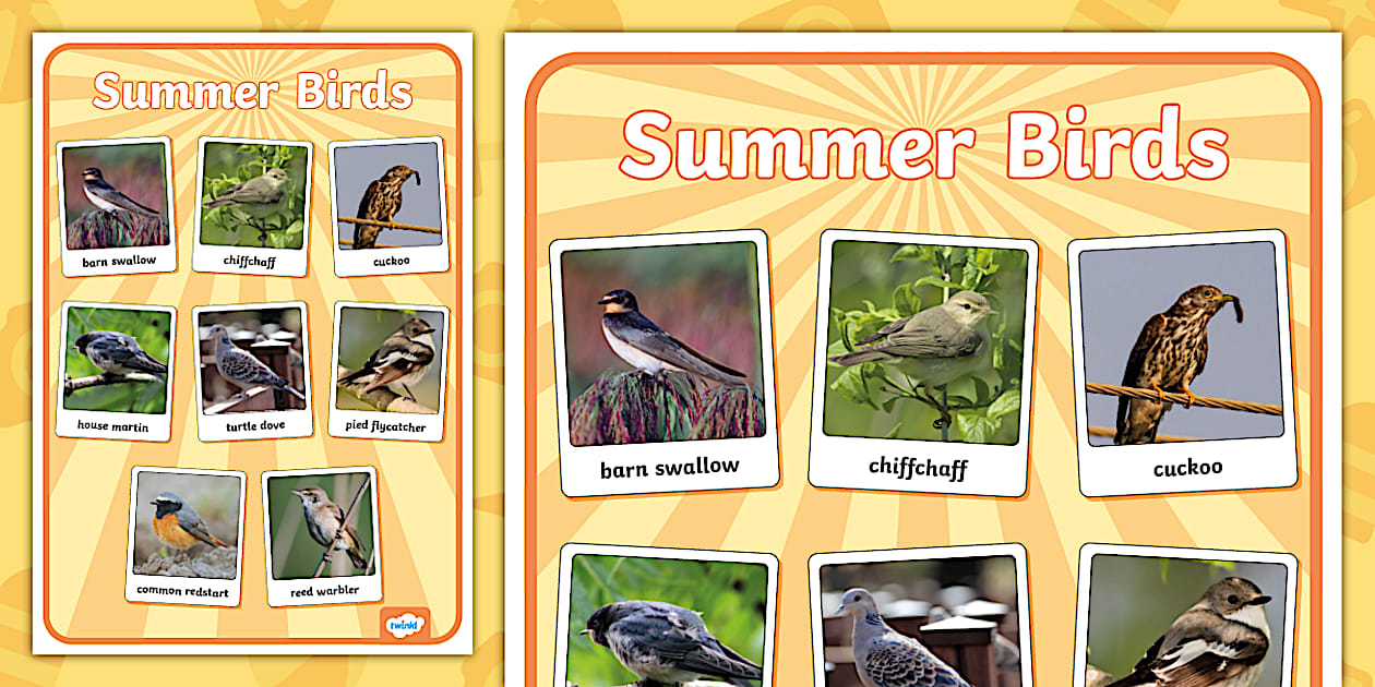 Summer Birds Photo Display Poster (teacher made) - Twinkl