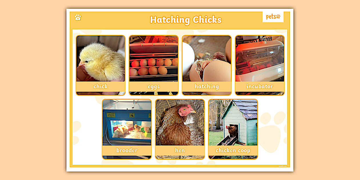 KS1 Virtual Hatching Chicks Key Vocabulary Word Mat - Twinkl