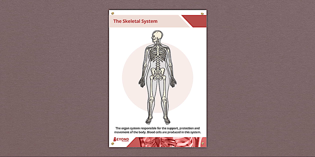 Skeletal System Display Poster | Science | Beyond - Twinkl