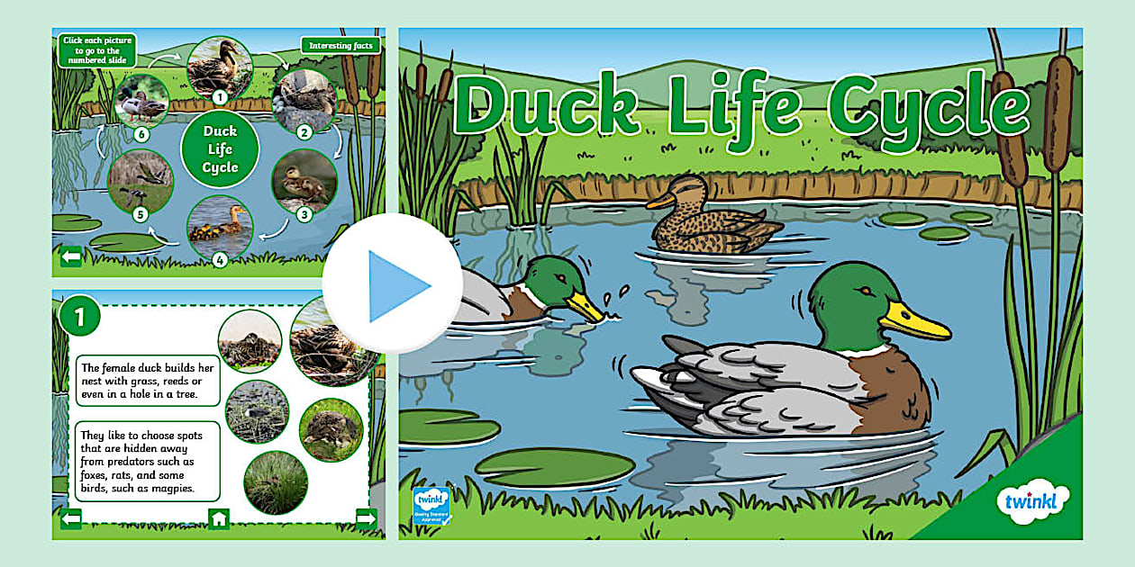 Duck Life Cycle PowerPoint (Teacher-Made) - Twinkl