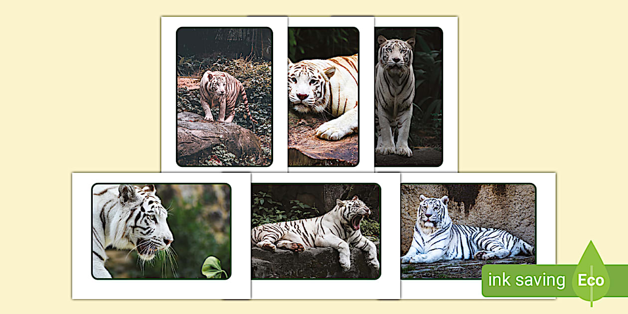 White Tiger Photo Pack (teacher made) - Twinkl