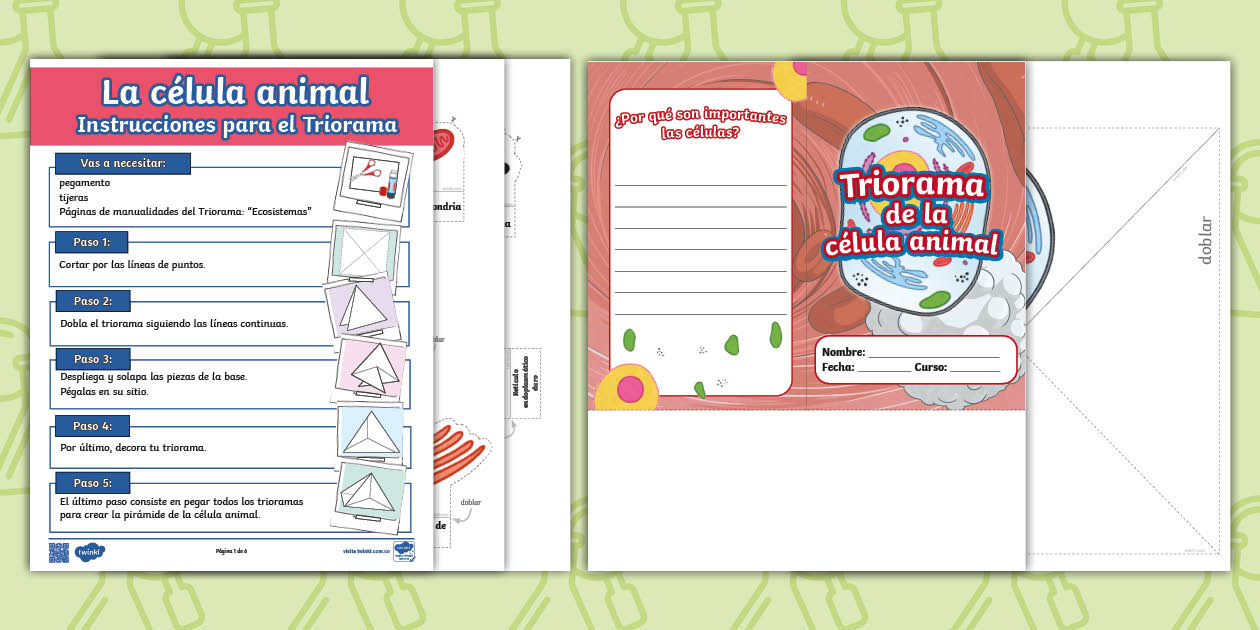 Triorama: partes de la célula animal - Twinkl Colombia