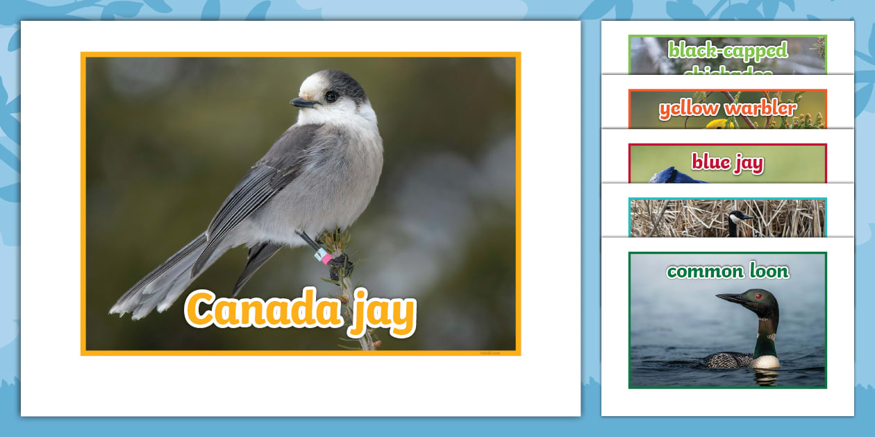 Birds of Canada Display Photos (teacher made) - Twinkl