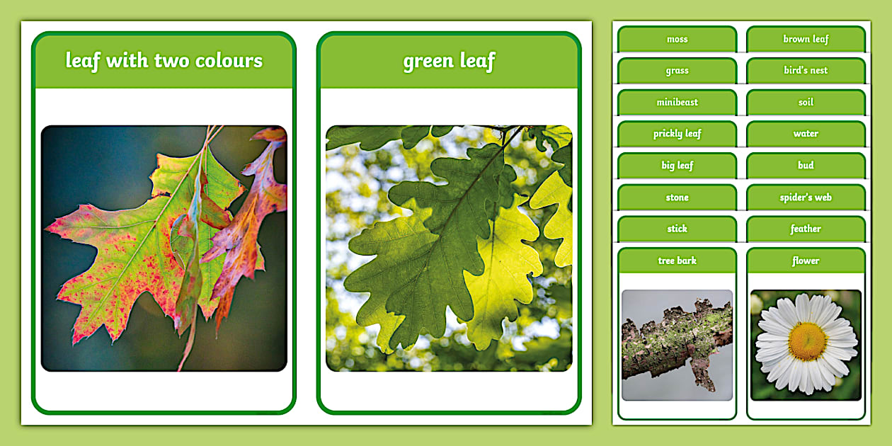 Nature Hunt Photo Flashcards | Twinkl