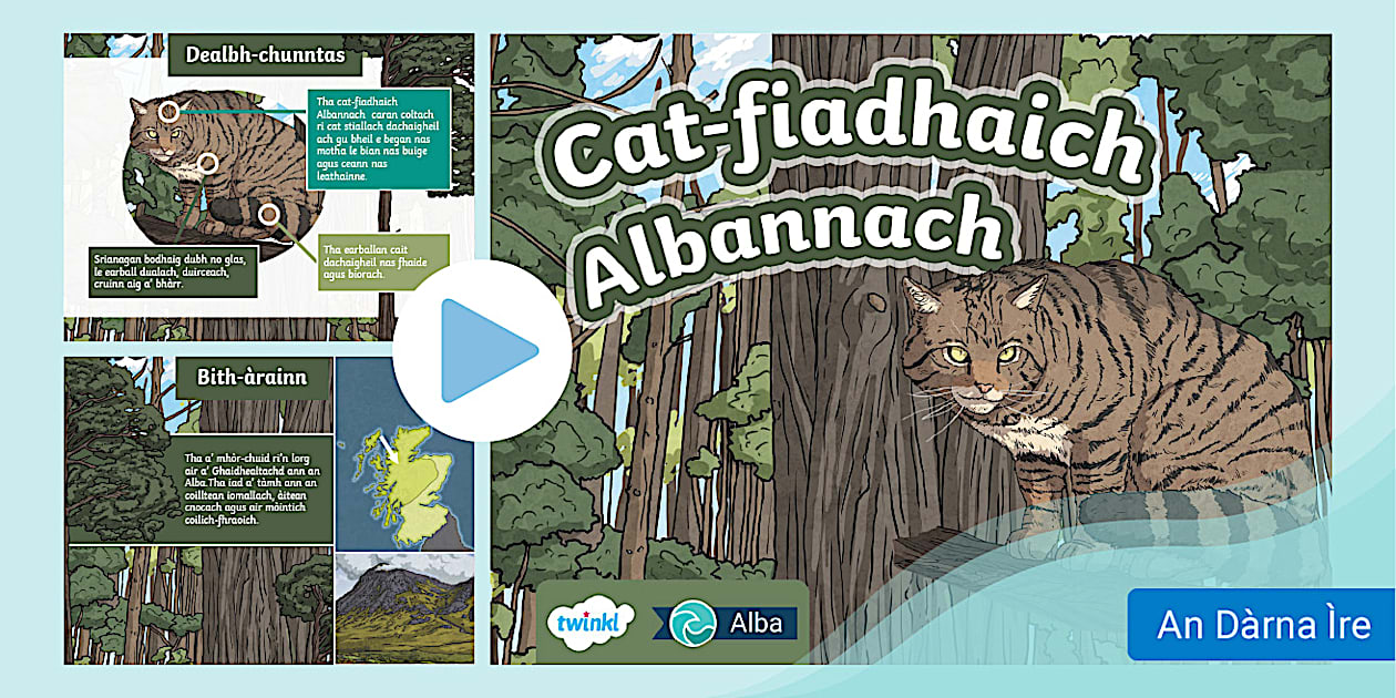 Cat-fiadhaich Albannach - PowerPoint (teacher made) - Twinkl