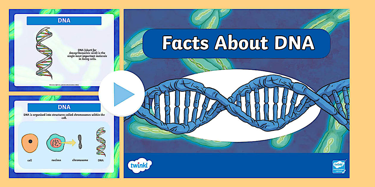Facts About DNA PowerPoint - Basic Genetics PowerPoint