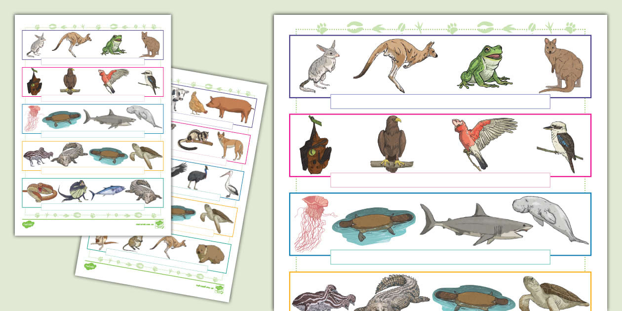 Australian Animals Guess the Category Worksheet