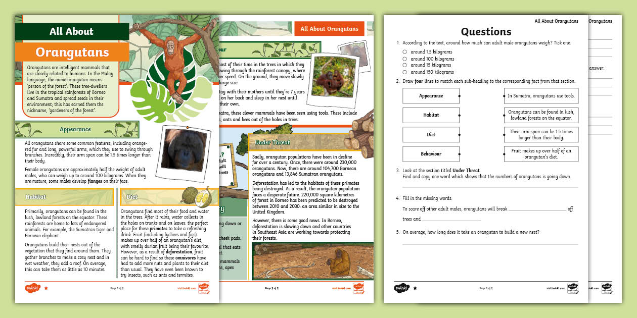 UKS2 All About Orangutans Differentiated Comprehension
