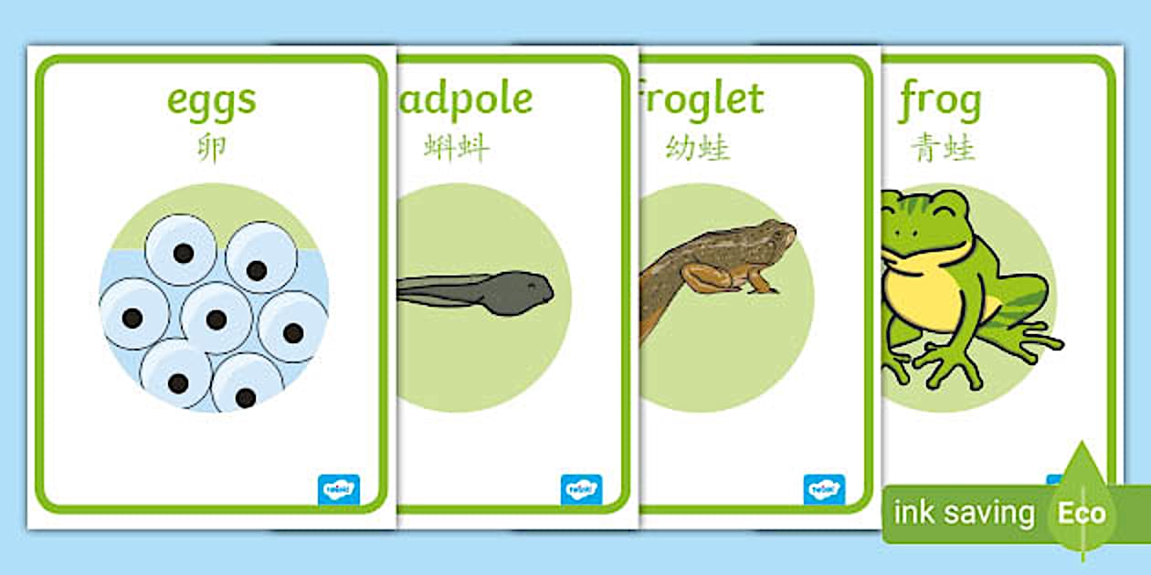 Frog Life Cycle Posters - English/Mandarin Chinese - Twinkl