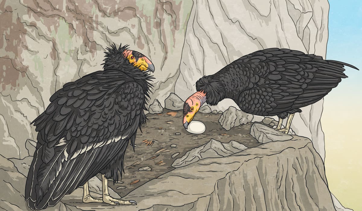 Condors Can Reproduce Asexually - Twinkl NewsRoom - Twinkl