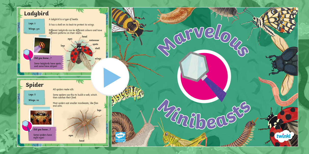 EYFS Marvellous Minibeasts PowerPoint