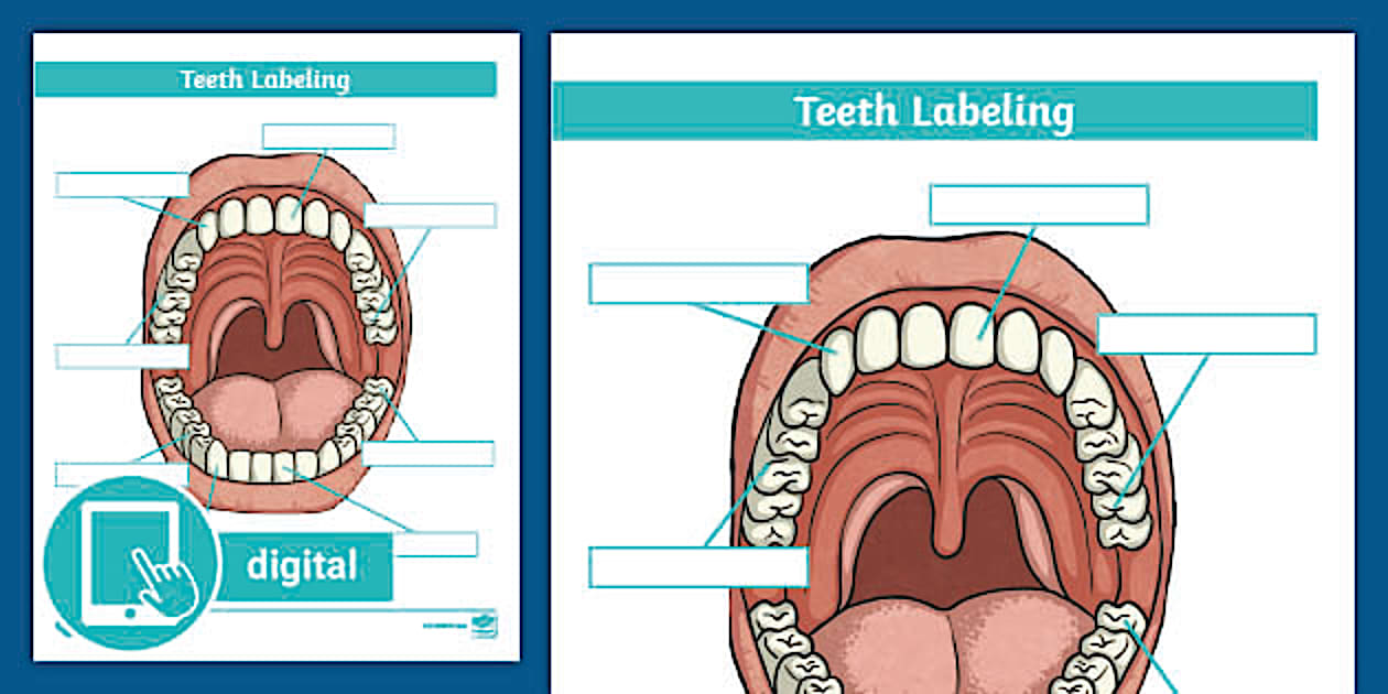 Teeth Labeling Activity Worksheet for 3rd-5th Grade - Twinkl