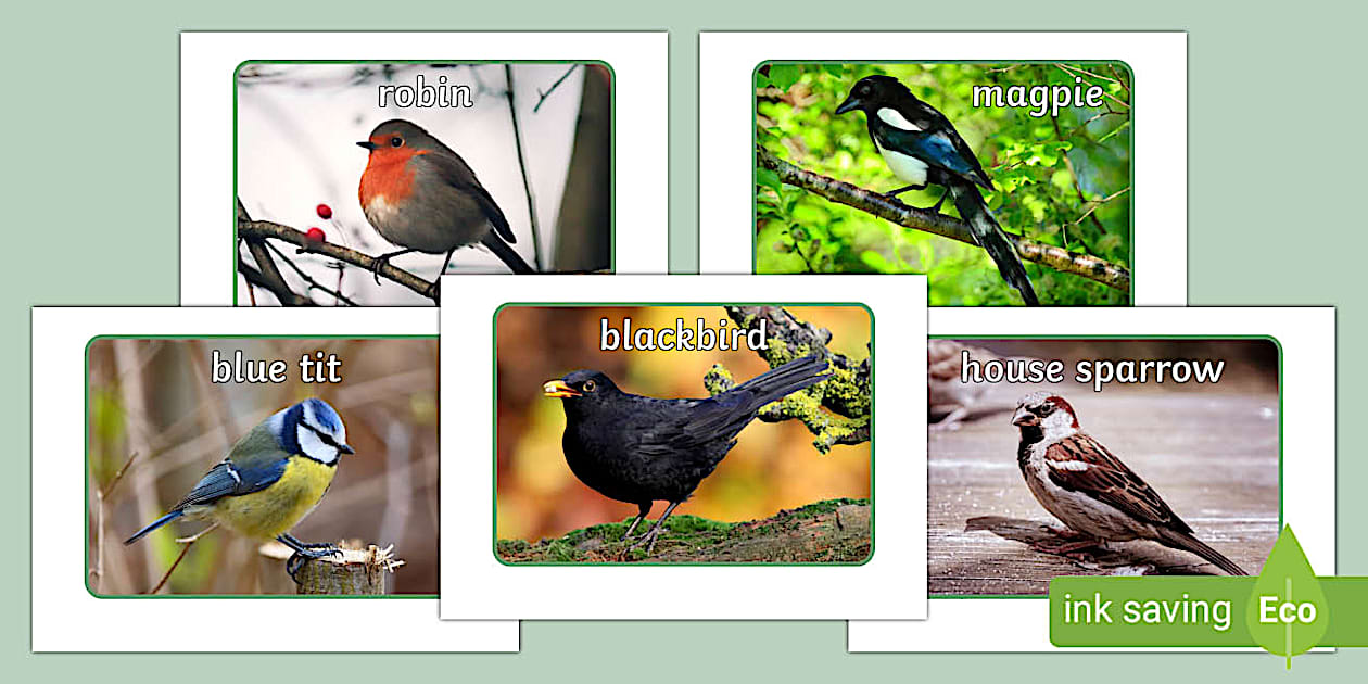 Garden Birds Display Photos | Twinkl (creat de profesori)