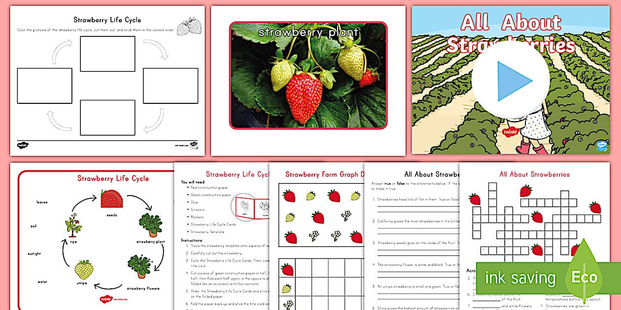 Life Cycle of a Strawberry Activity Pack (Teacher-Made)