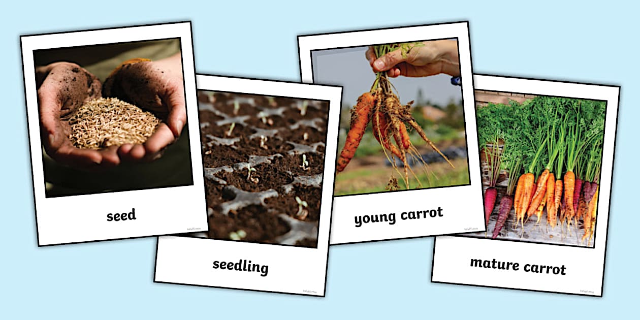 Carrots Instant Photo Style Display Images (teacher made)