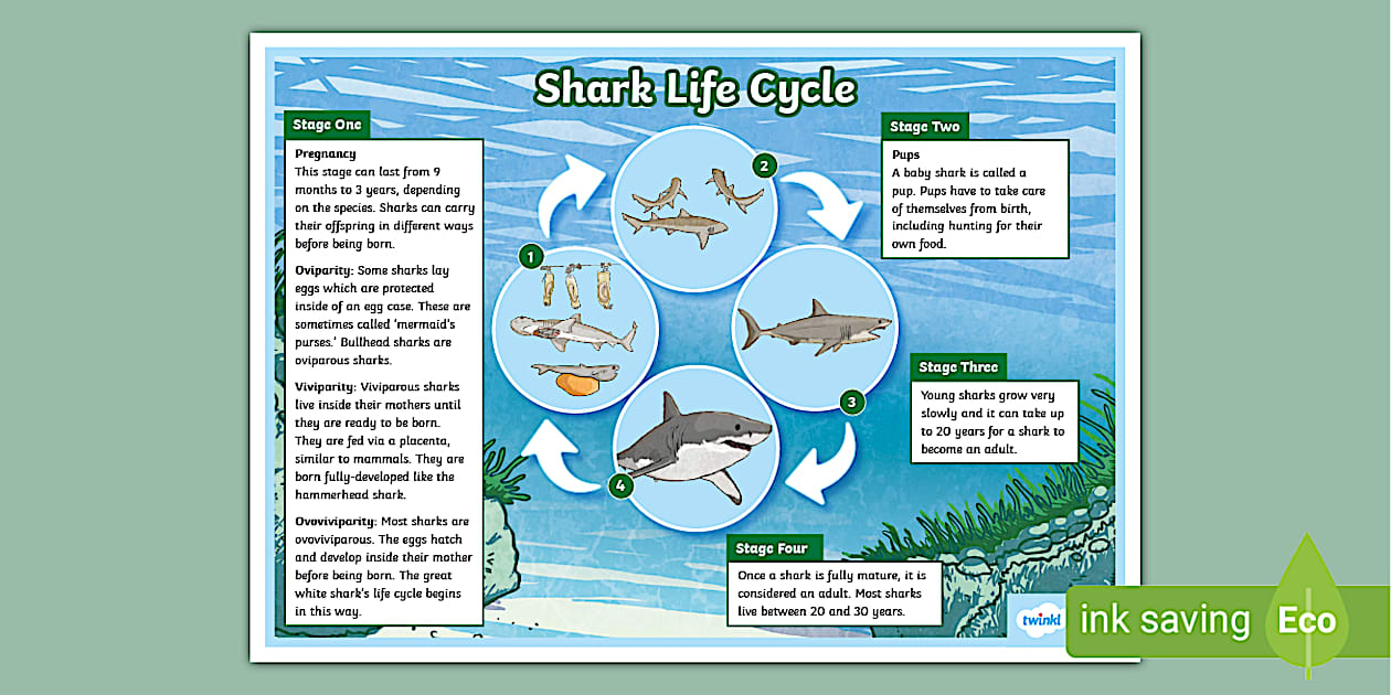 Shark Life Cycle Display Poster - Twinkl - KS2 - Twinkl