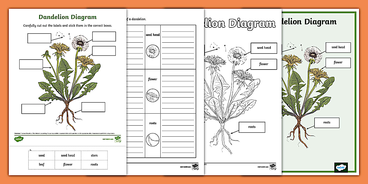 Dandelion Diagram Activity Pack (teacher made) - Twinkl