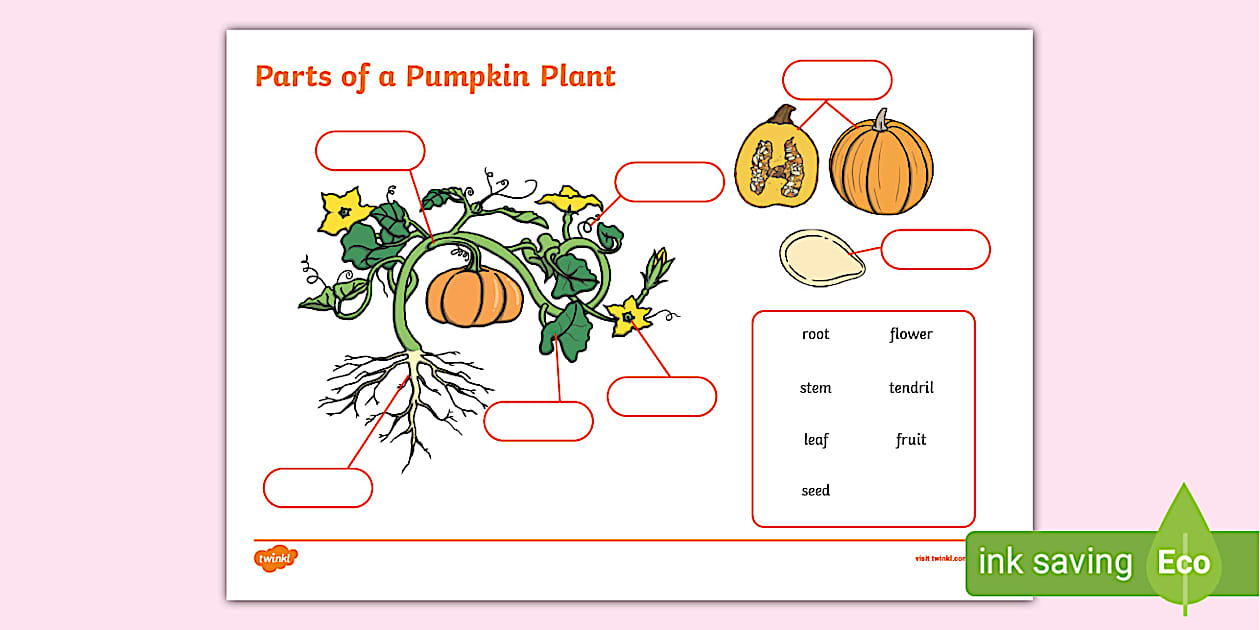Pumpkin Plant Labelling Activity, Pumpkins