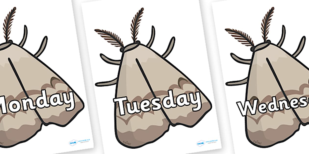 Days of the Week on Insects (l'enseignant a fait) - Twinkl