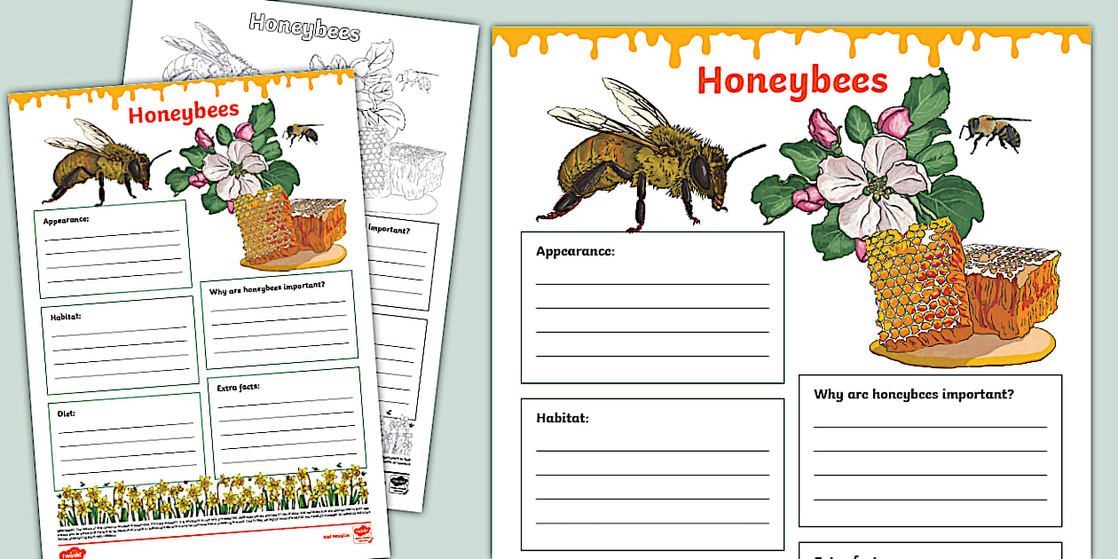 Honeybee Fact File Template (teacher made) - Twinkl