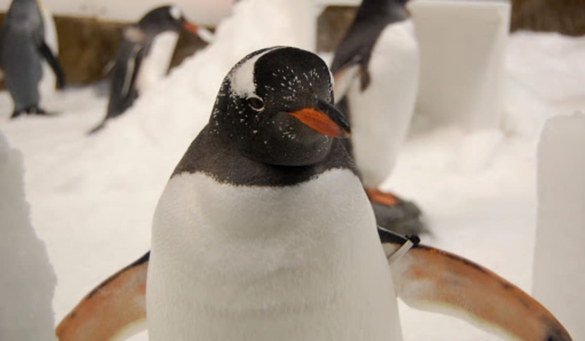 Four Gentoo Penguin Species - Twinkl NewsRoom - Twinkl