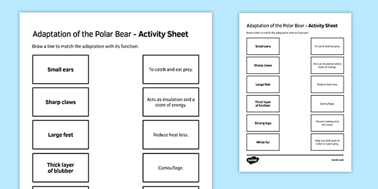 Editable Polar Bear Adaptations Match-up Activity - Twinkl