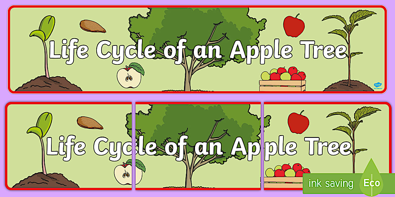 Apple Tree Life Cycle Display Banner (teacher made) - Twinkl
