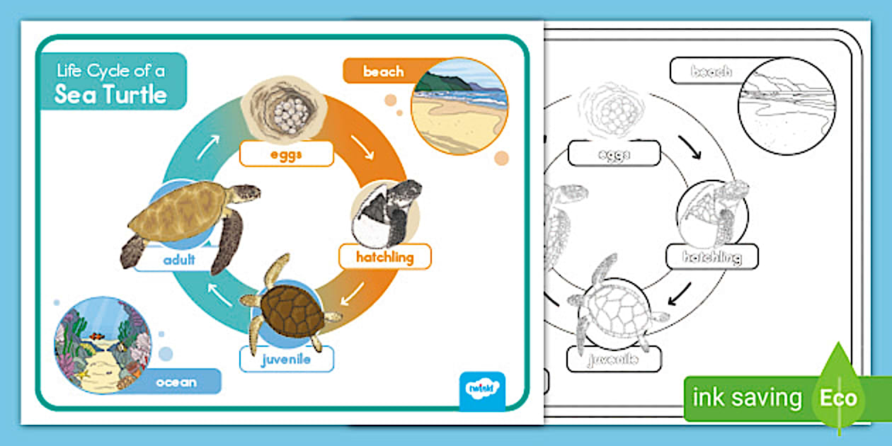 Printable Sea Turtle Life Cycle Mat Resource | Twinkl USA