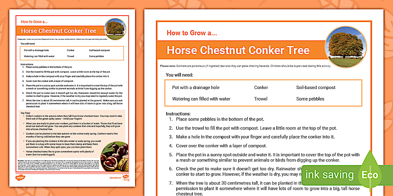 How to Grow a Conker Tree Instructions Page| Autumn Activity