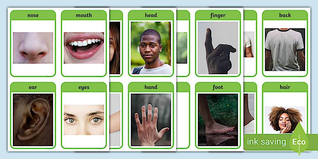 Body Parts Name Flashcards | My Body | Twinkl (teacher made)