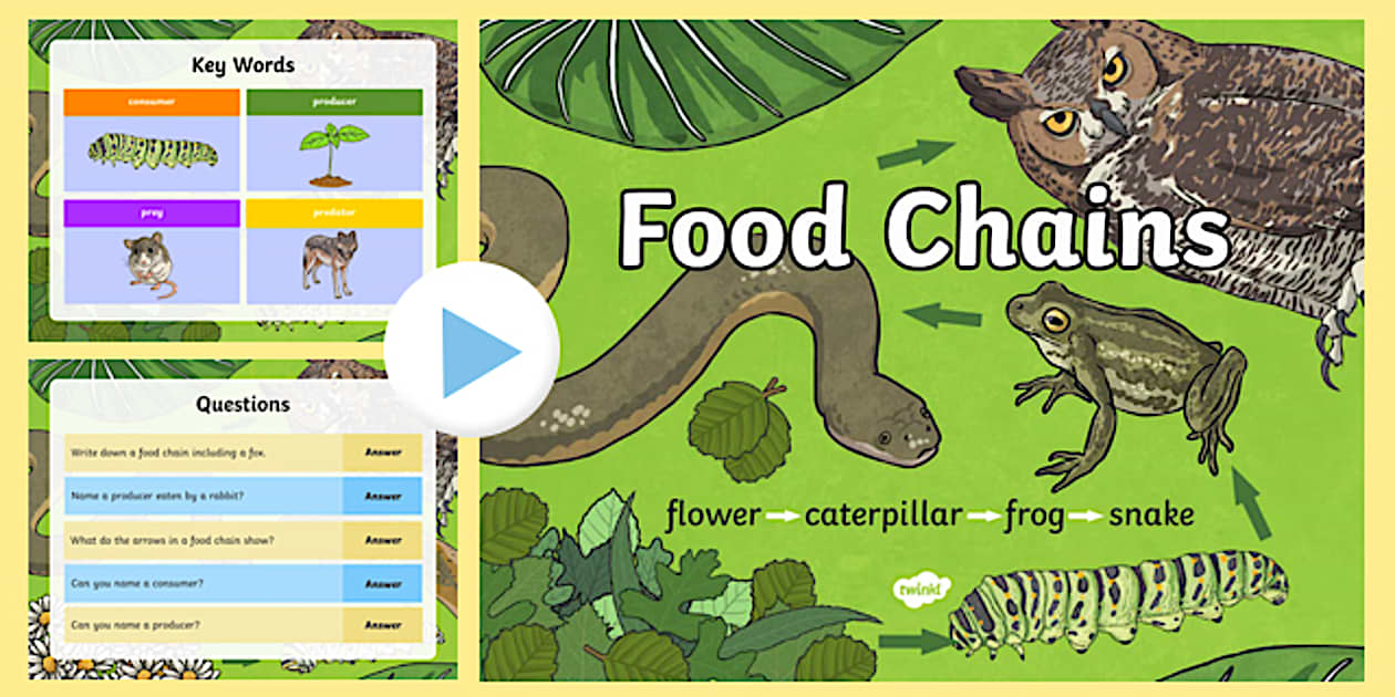 Food Chain PowerPoint - Science Resource - Twinkl