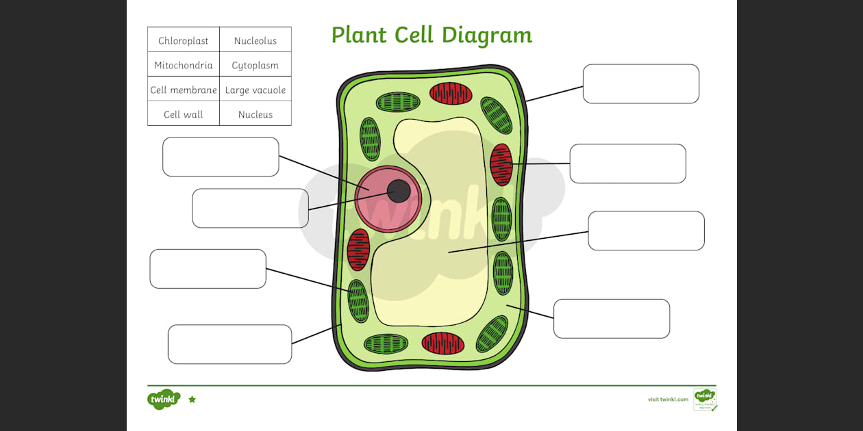 plant cell structure worksheet