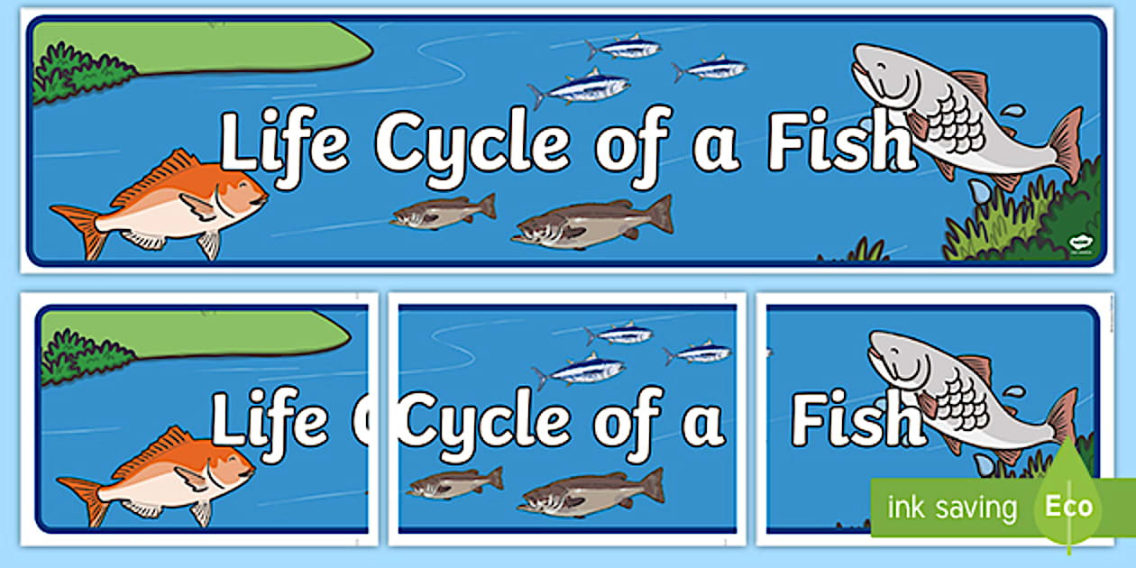 Life Cycle of a Fish Display Banner (teacher made) - Twinkl
