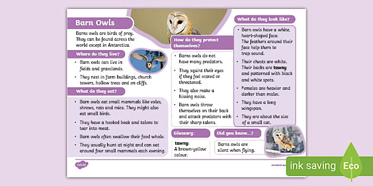 KS1 Barn Owl Fact File | Animal Fact Files | Twinkl - Twinkl