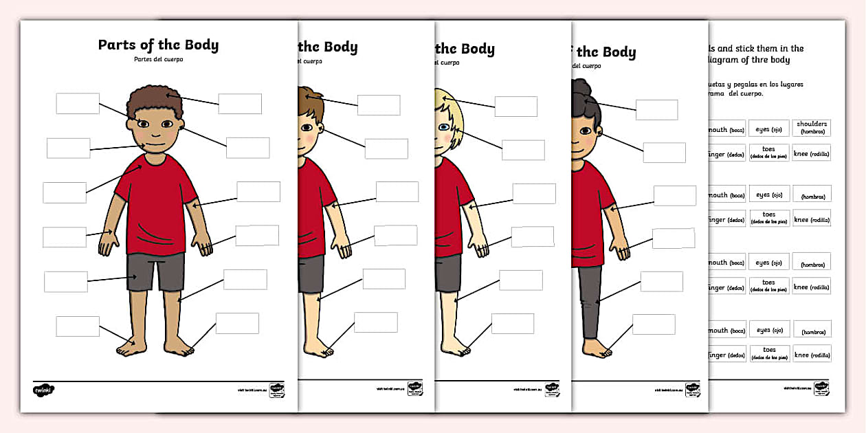 Body Parts Labeling Activity English/Spanish | Twinkl USA