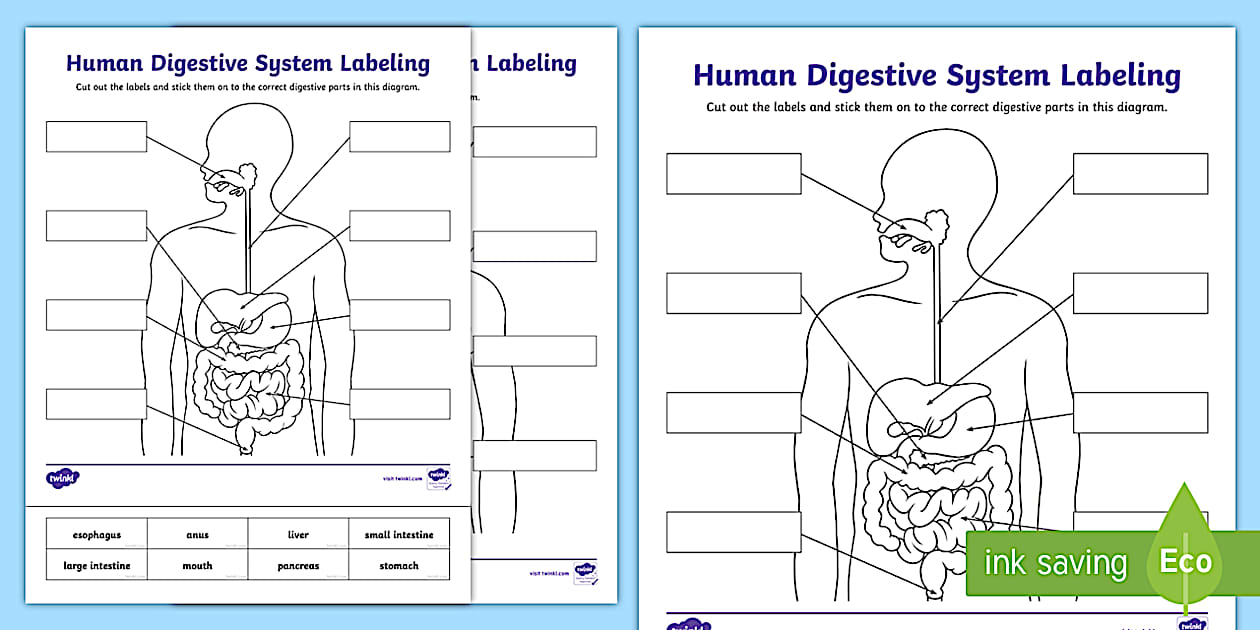 Editable Human Digestive System Labeling Worksheet for 3rd-5th Grade
