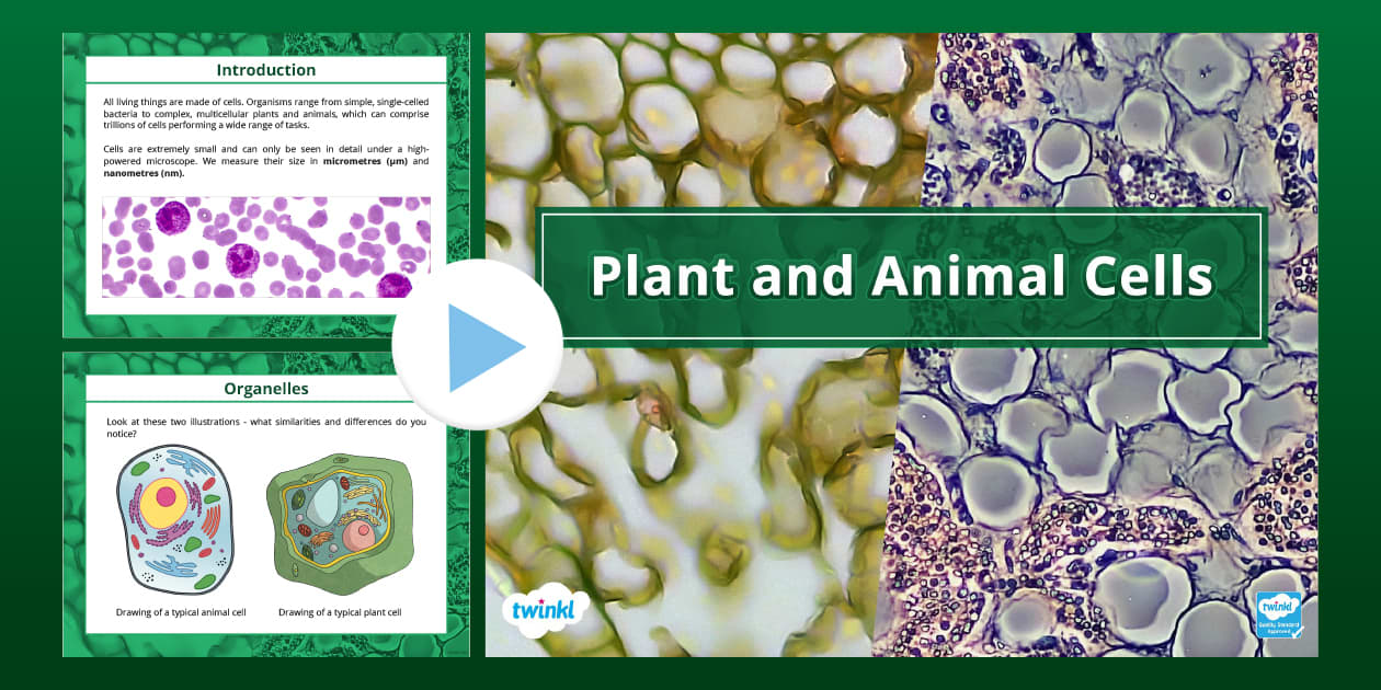 NZ Living World Science - Plant and Animal Cells - Twinkl