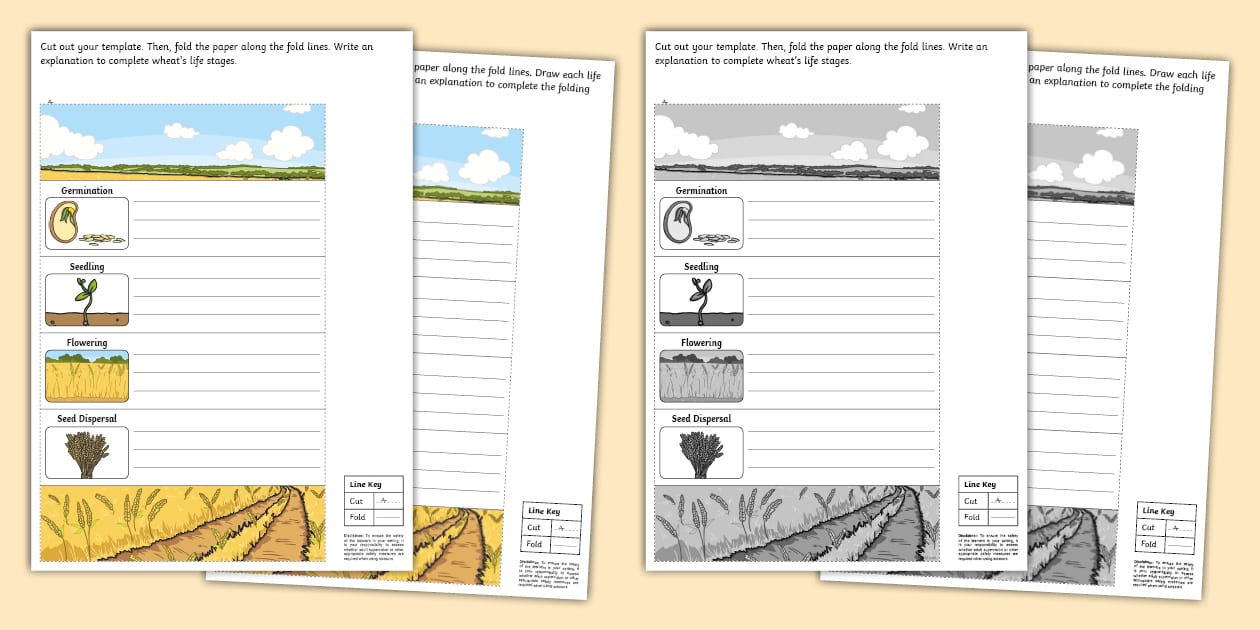 Wheat Folding Life Stages Template (teacher made) - Twinkl