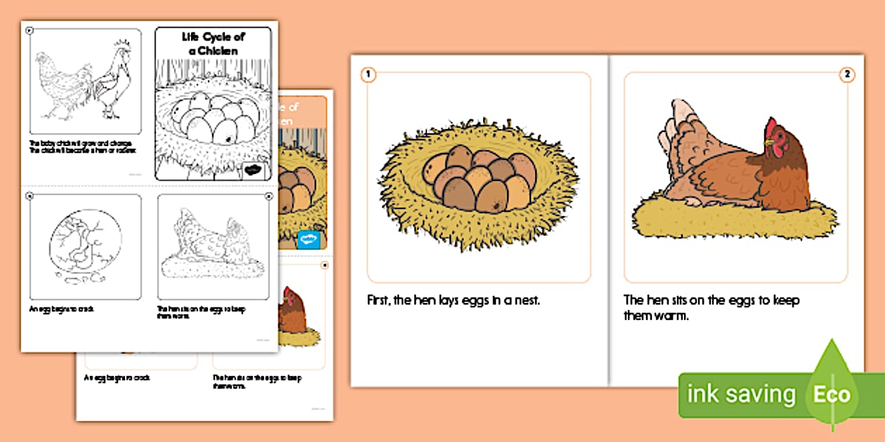Life Cycle of a Chicken Emergent Reader (teacher made)