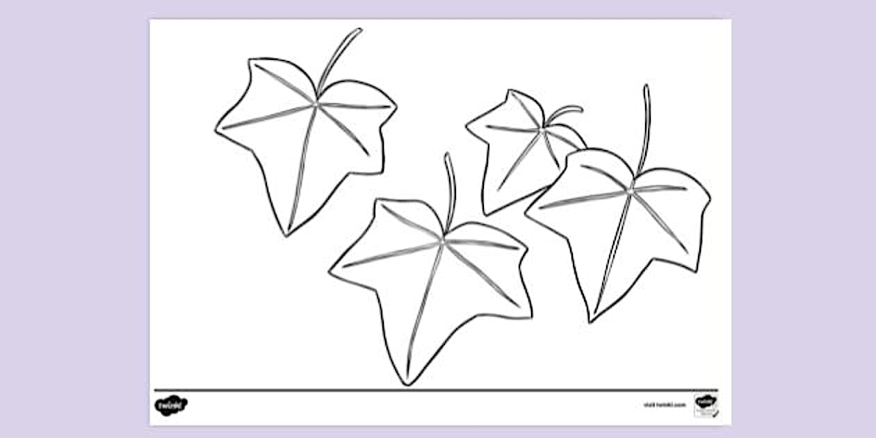 Ivy Leaves Colouring Sheet | Colouring Sheets (teacher made)