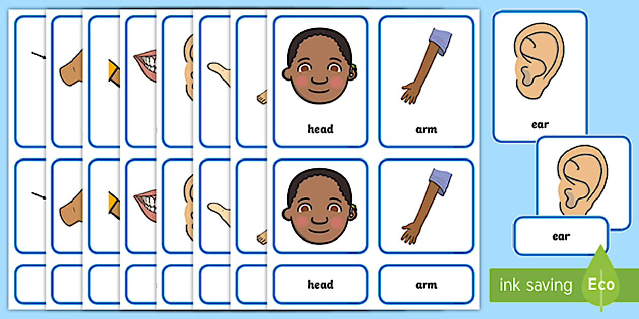 Body Parts Montessori Three-Part Cards (teacher made)