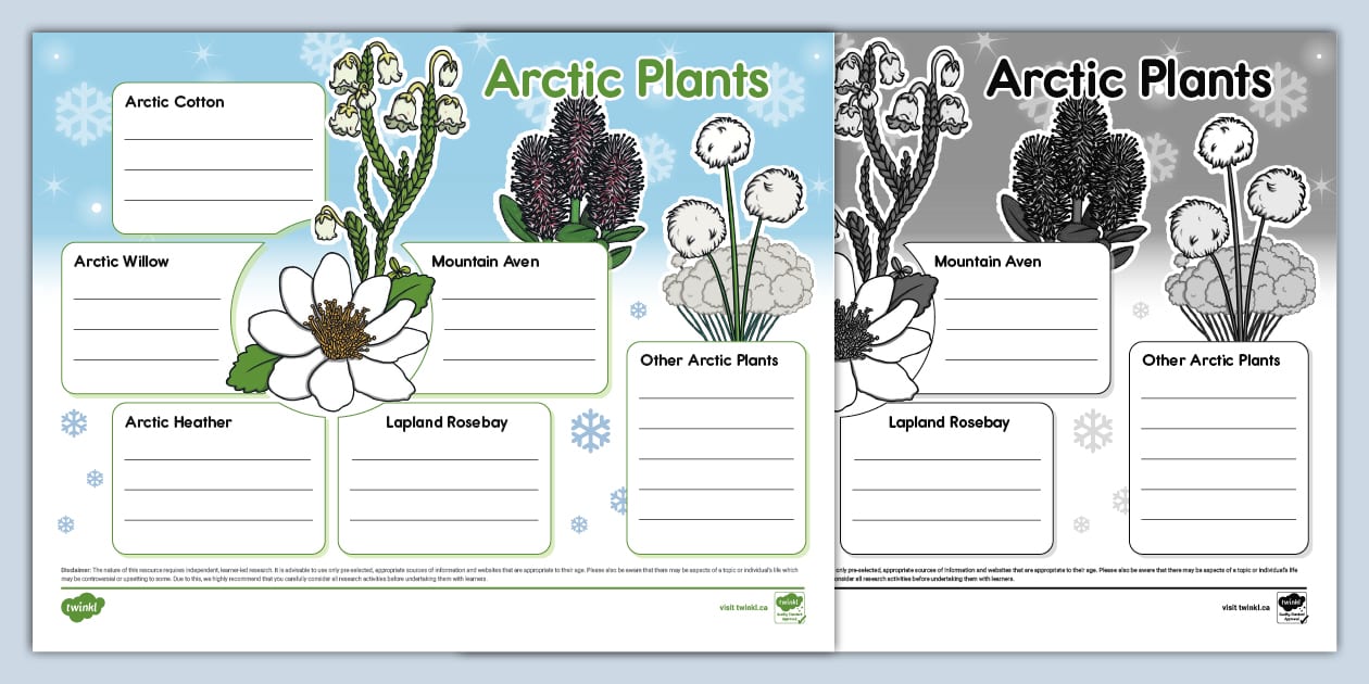 Arctic Plants Fact File Template (Teacher-Made) - Twinkl