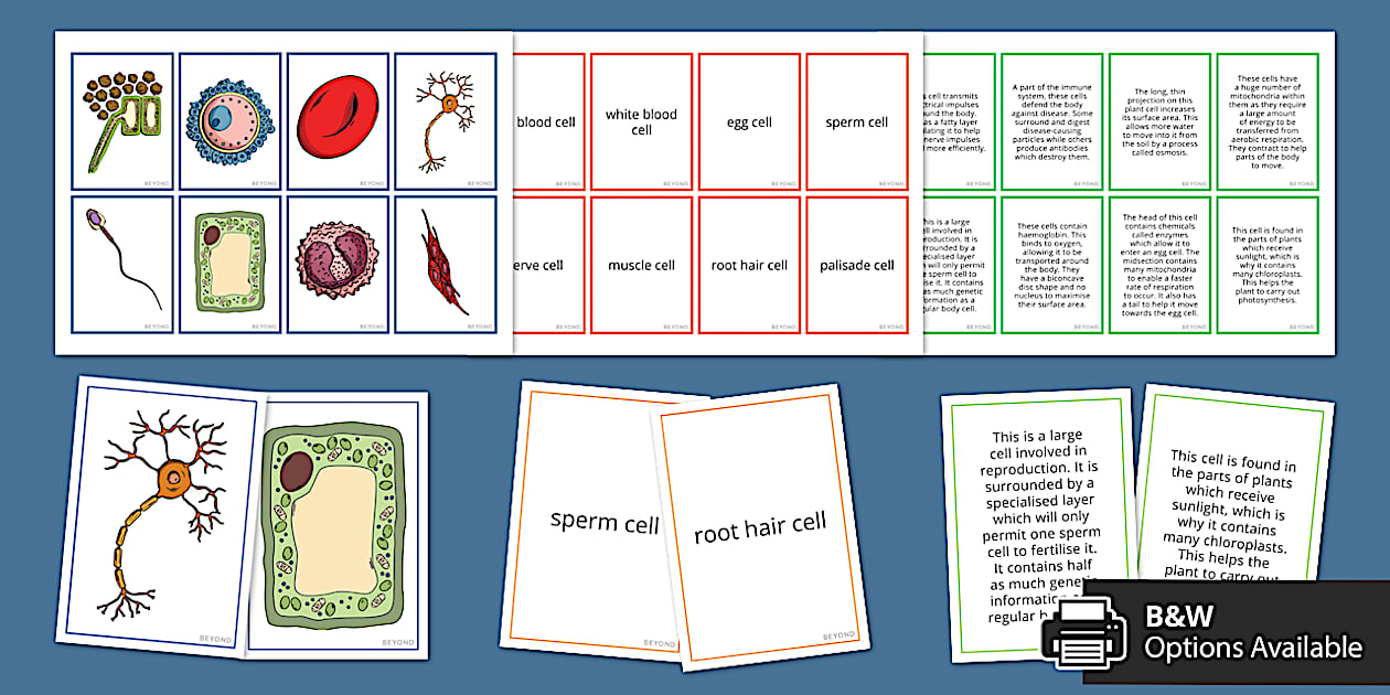 Specialised Cells Card Sort | Biology | Beyond - Twinkl
