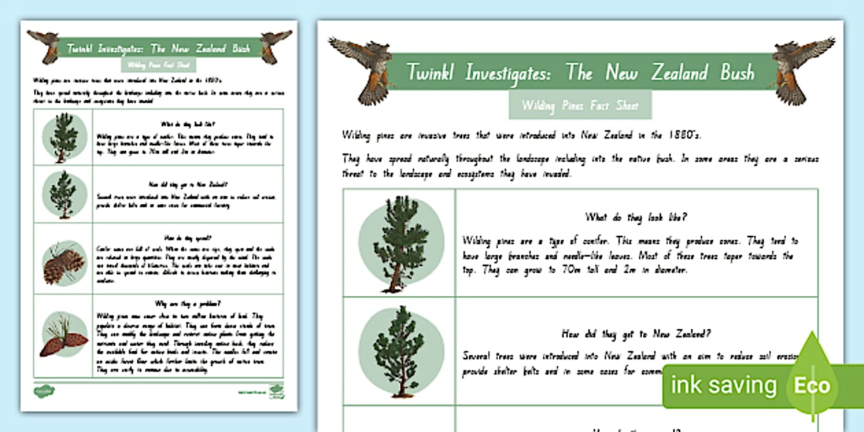 The New Zealand Bush - Wilding Pines Fact Sheet - Twinkl