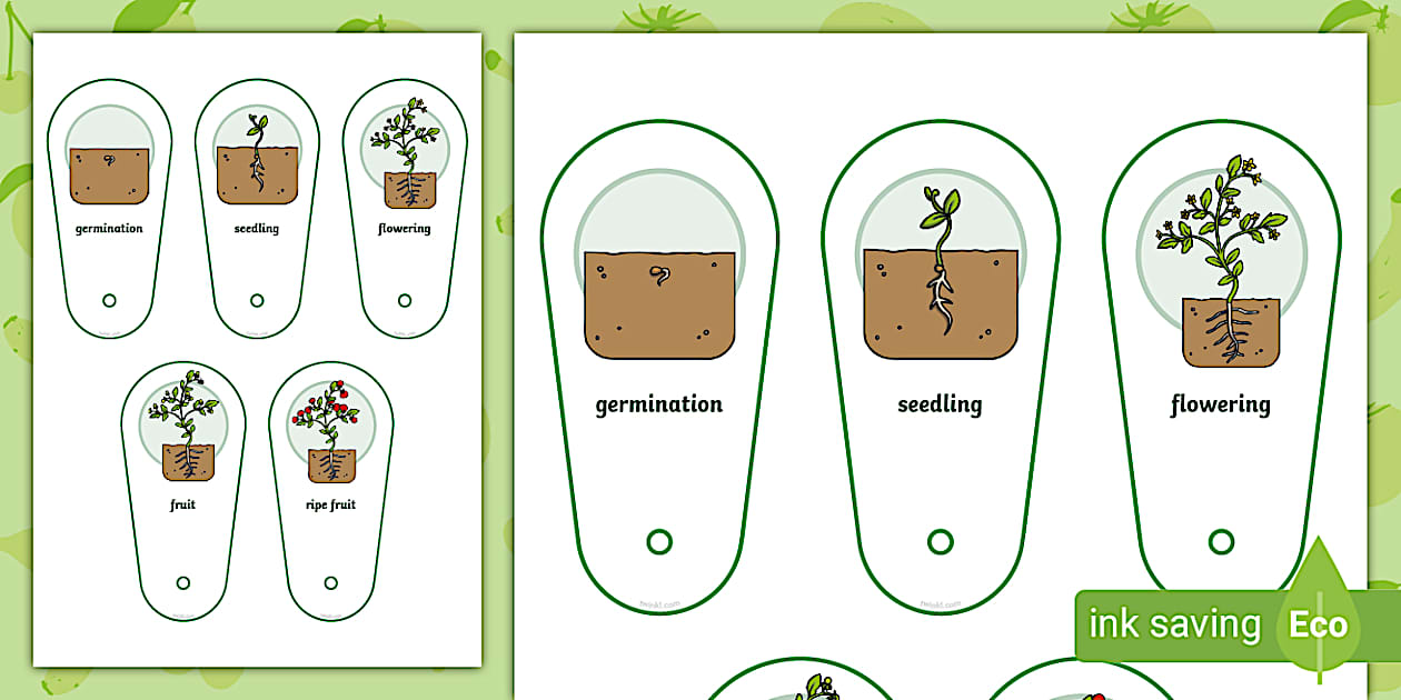 Life Cycle of a Tomato Fan (professor feito) - Twinkl