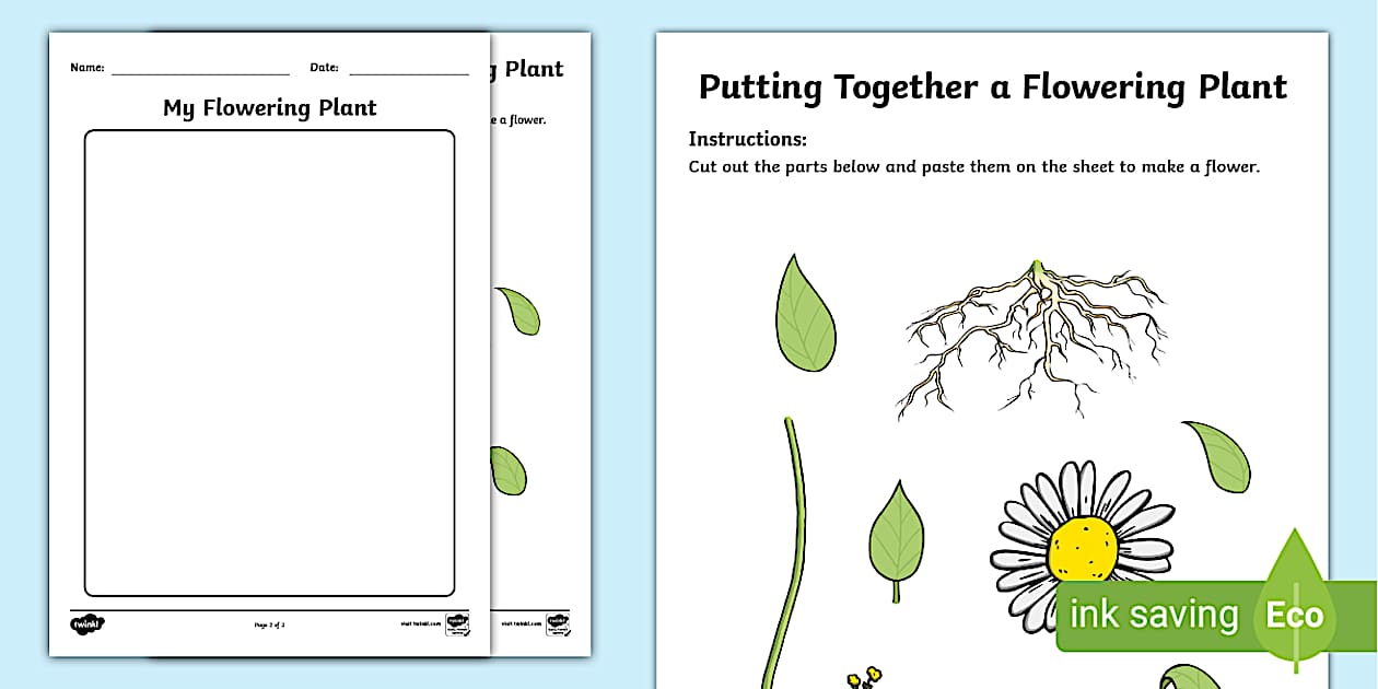 Putting Together a Flowering Plant Activity (teacher made)